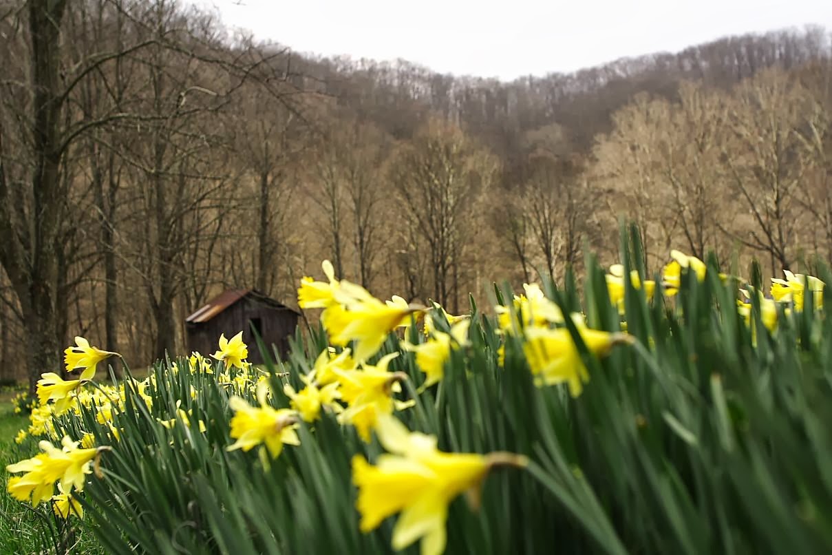 Anglicans Ablaze: Tamara Rice: Spring Into Outreach